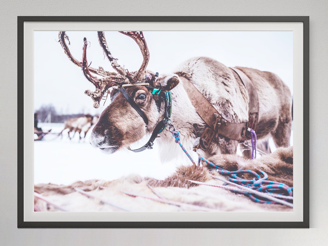 Reindeer Poster, Christmas Wall Art, Reindeer Print, Holiday Decor ...