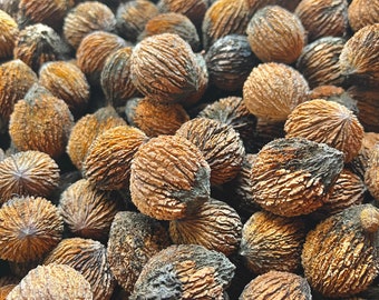 25 Black Walnuts in Shell Fresh Walnuts - Etsy