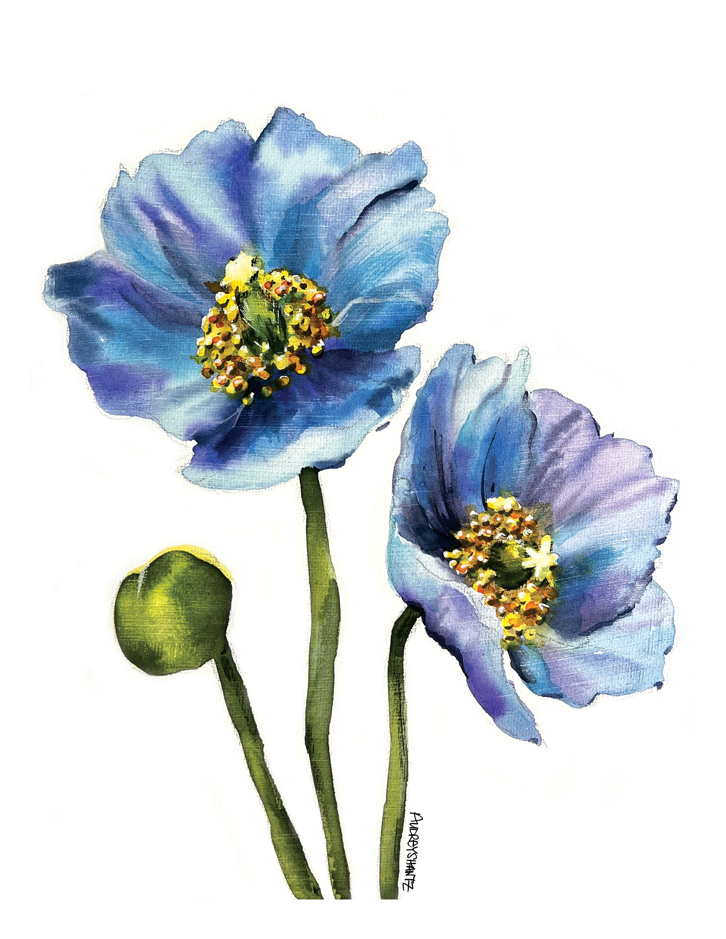 Blue Poppies, Poppies Watercolor, Watercolor Flowers, Periwinkle ...