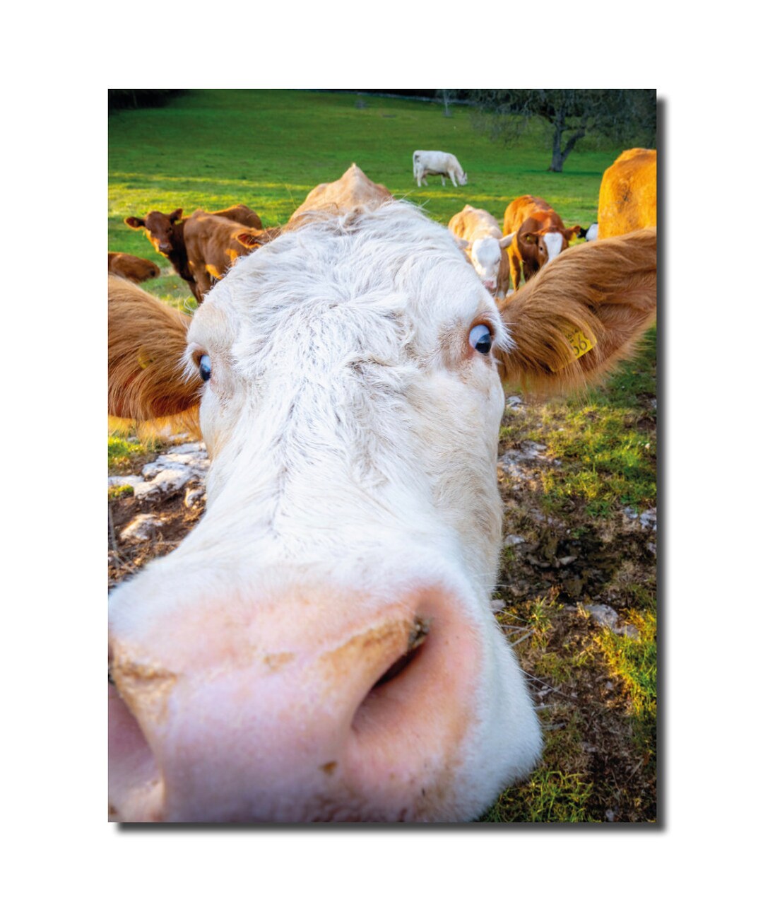 Close up Cows Head in Field Funny Artwork - Etsy