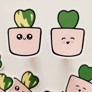 Hoya Kerrii Stickers Glossy, Laminated, Weatherproof Stickers for Hoya ...