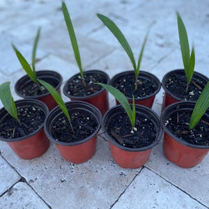 10+ Queen Palm Seeds | Cocos Palm | Siagrus Romanzoffiana | Organic ...