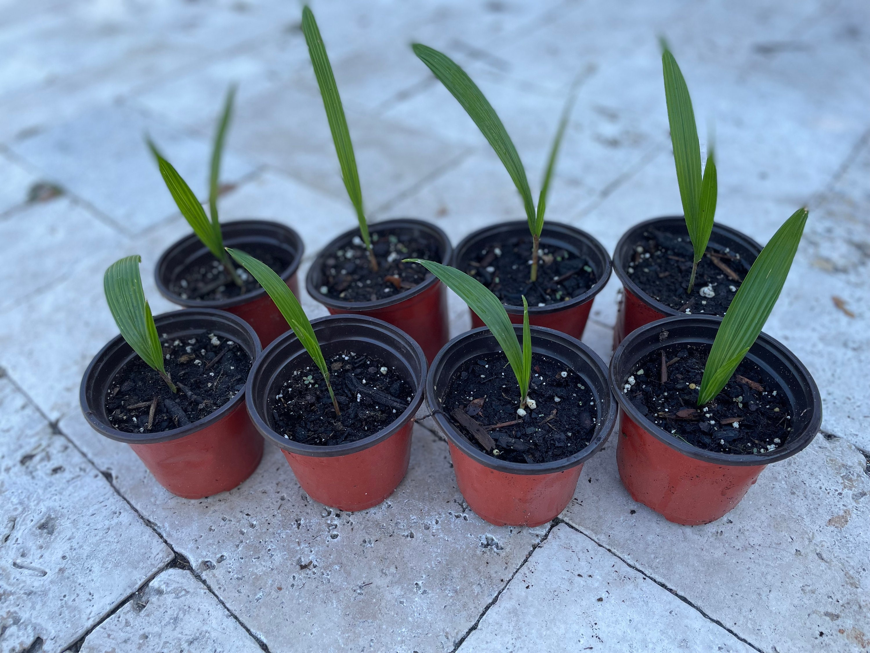 10 Queen Palm Seeds Cocos Palm Siagrus Romanzoffiana - Etsy