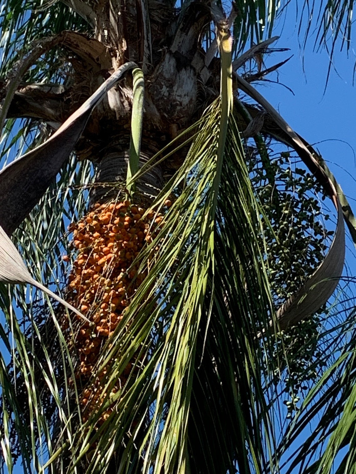 10 Queen Palm Seeds Cocos Palm Siagrus Romanzoffiana - Etsy
