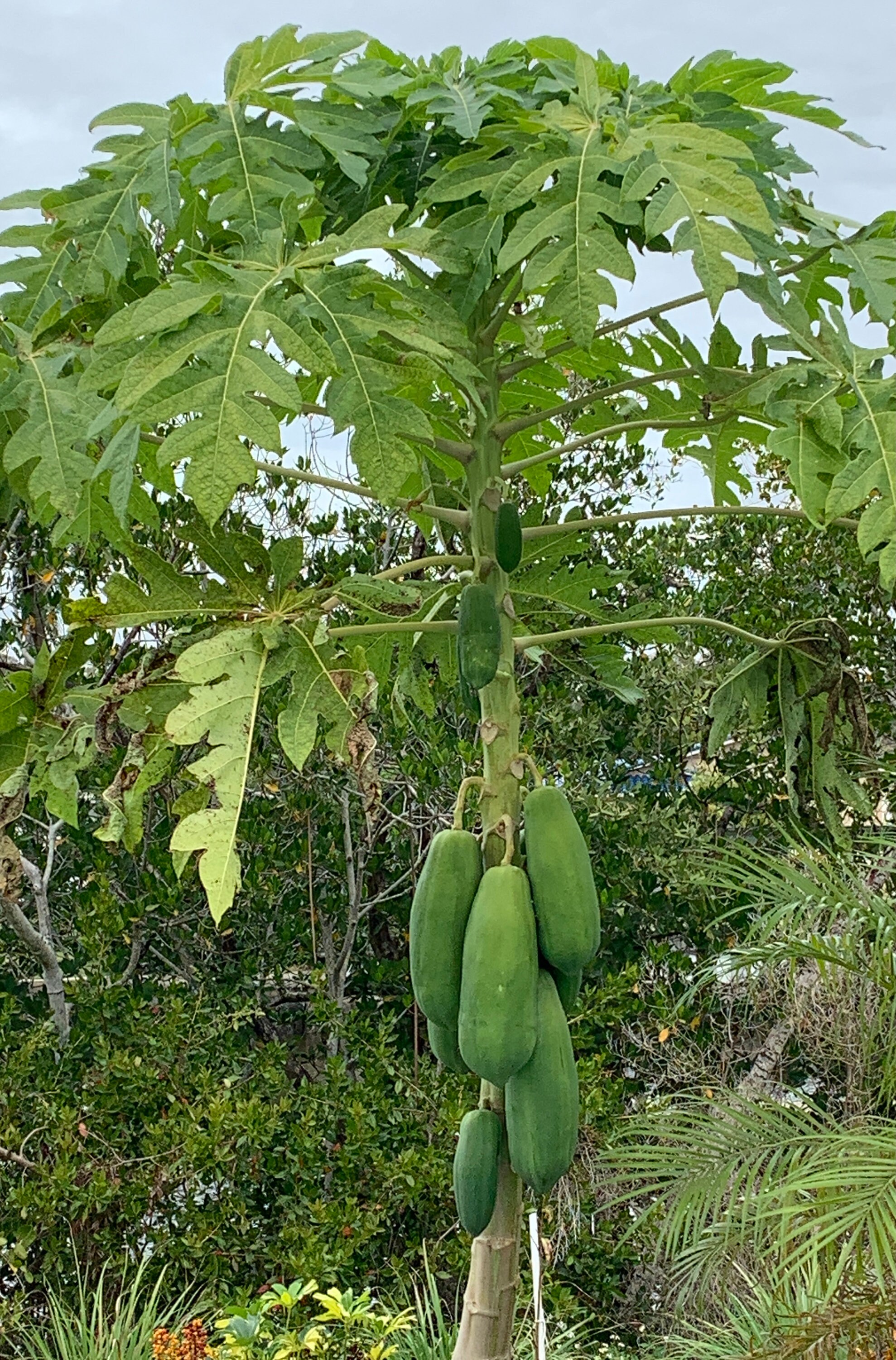 25 Heirloom Sweet Green Papaya Seeds Rare Non-gmo - Etsy