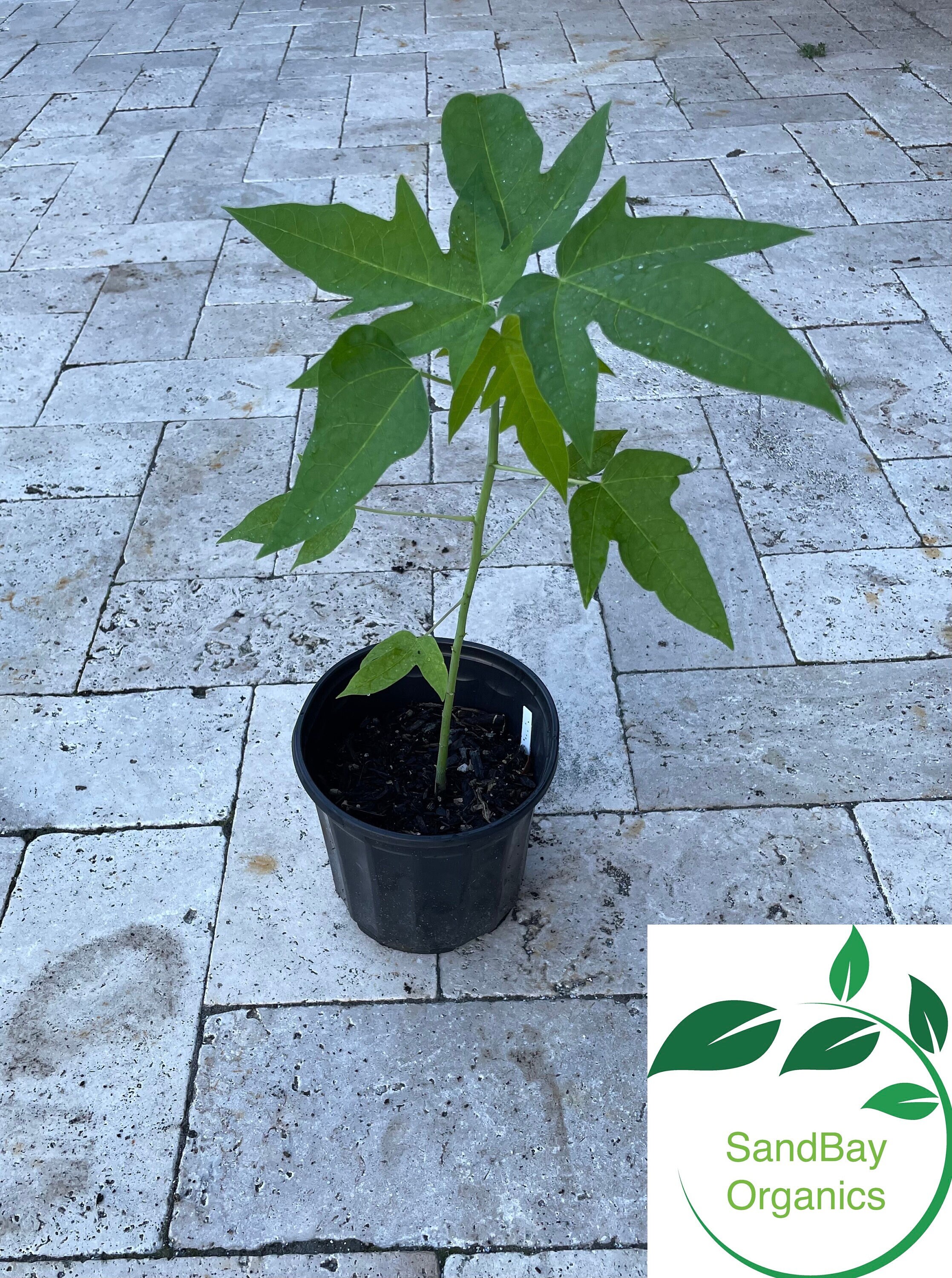 Baby Papaya Leaves