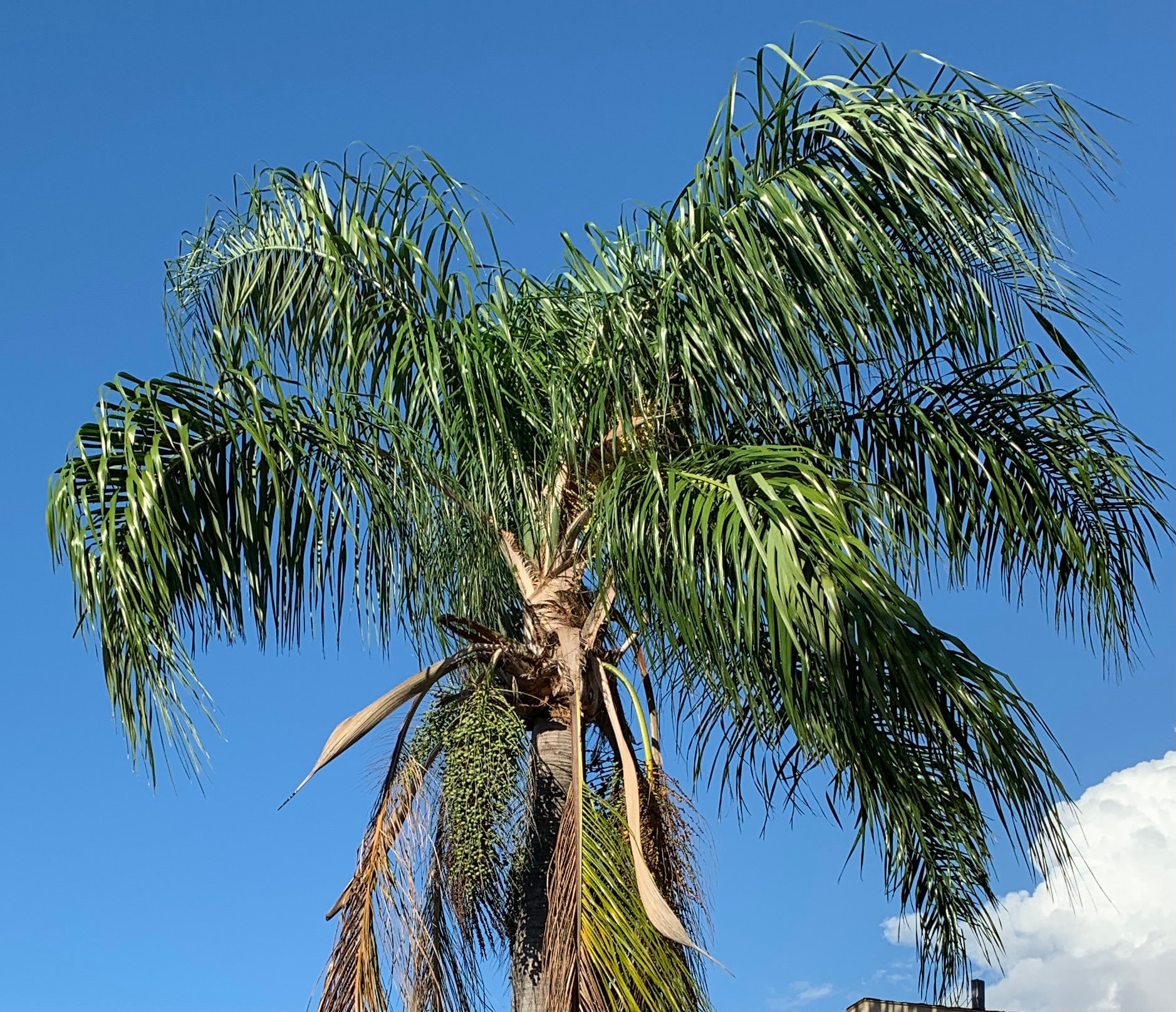 10+ Queen Palm Seeds | Cocos Palm | Siagrus Romanzoffiana | Organic ...