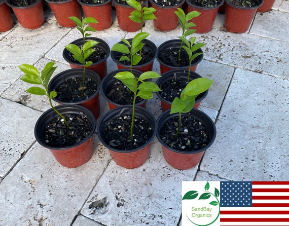Soursop Tree seedling Guanabana Guyabano Organic - Etsy