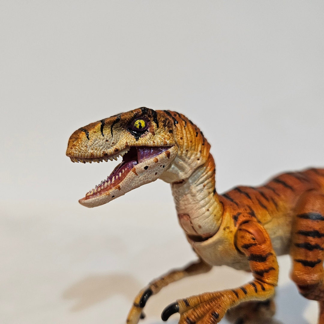 Hammond Correction Tiger Raptor - Etsy