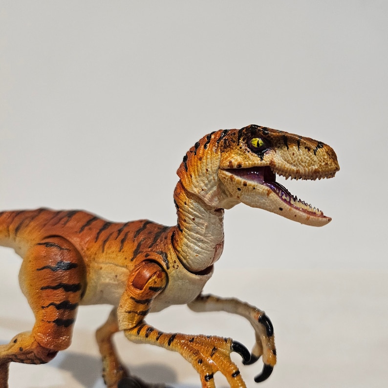 Hammond Correction Tiger Raptor - Etsy