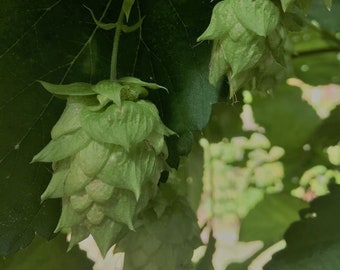 Hops | Etsy