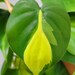 Brazil Pothos 5 Cuttings / LIVE PLANT / Unrooted Cuttings - Etsy