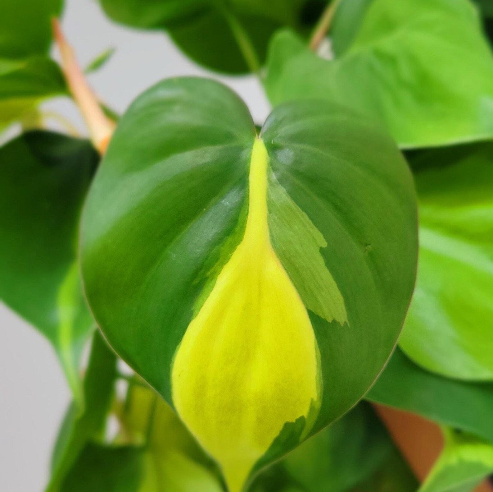 Brazil Pothos 5 Cuttings / LIVE PLANT / Unrooted Cuttings - Etsy