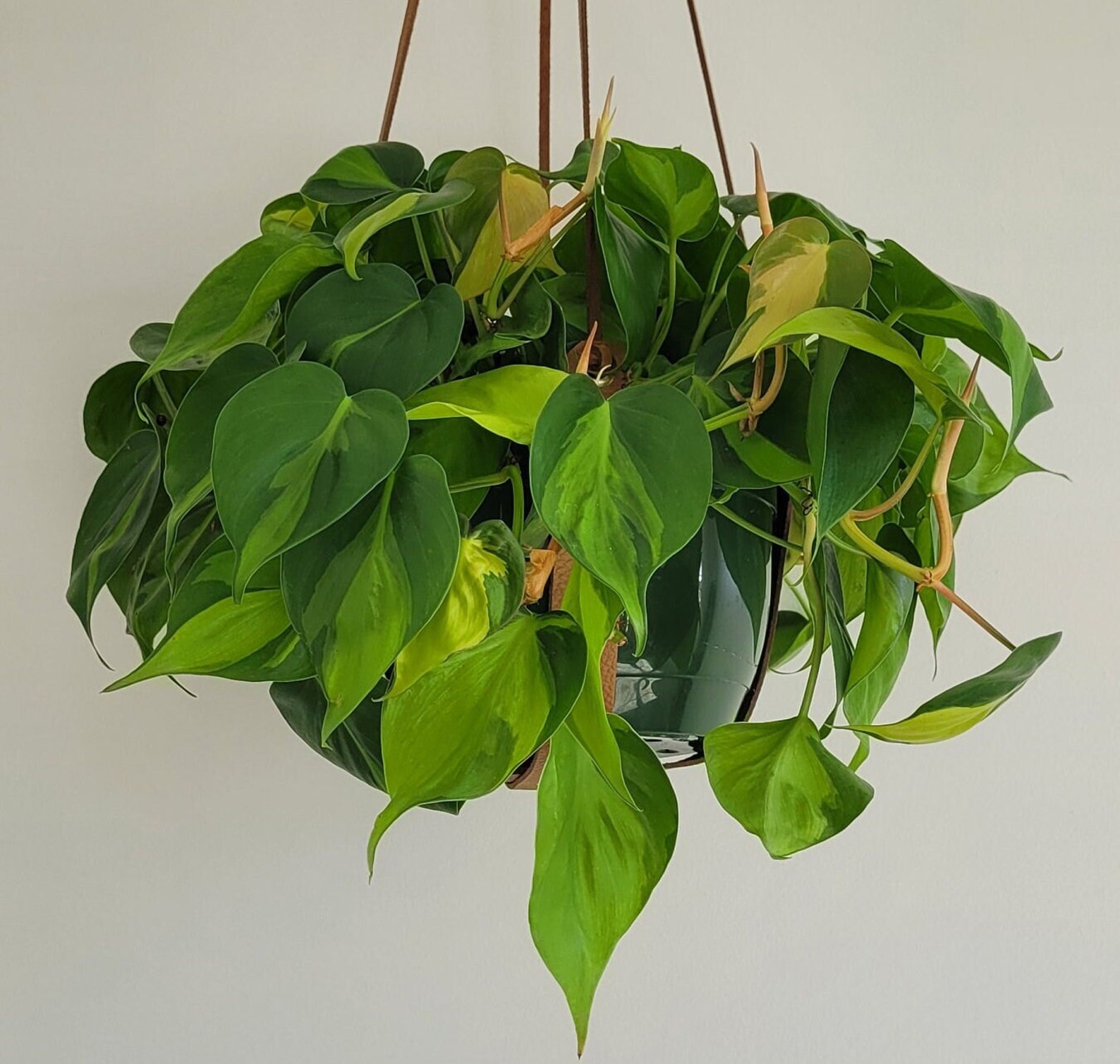 Brazil Pothos 5 Cuttings / LIVE PLANT / Unrooted Cuttings - Etsy