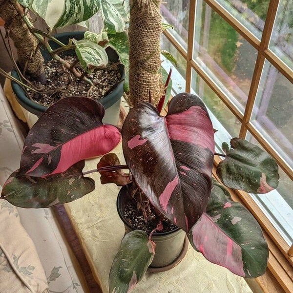 Pink Princess Philodendron - Etsy