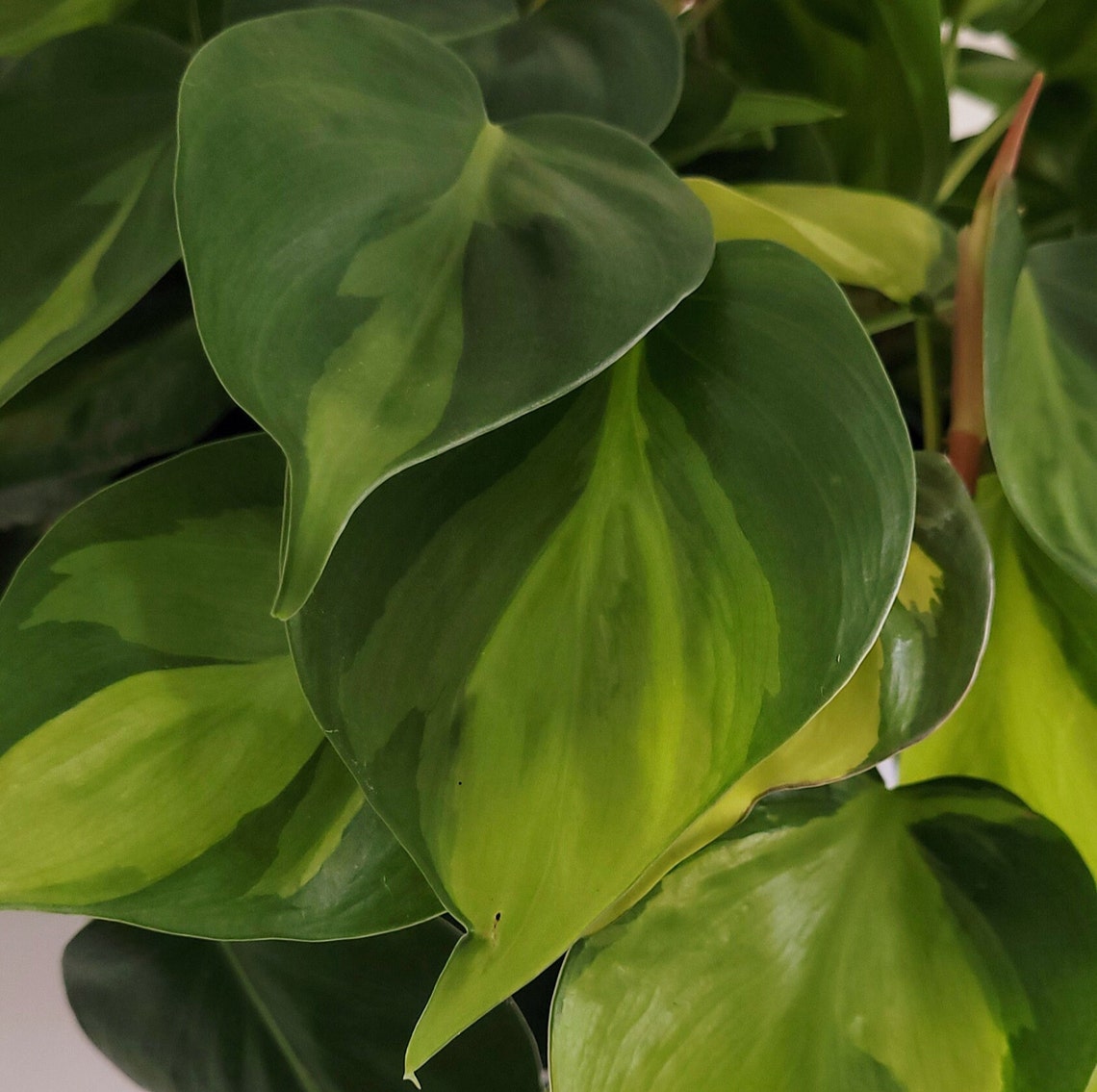Brazil Pothos 5 Cuttings / LIVE PLANT / Unrooted Cuttings - Etsy