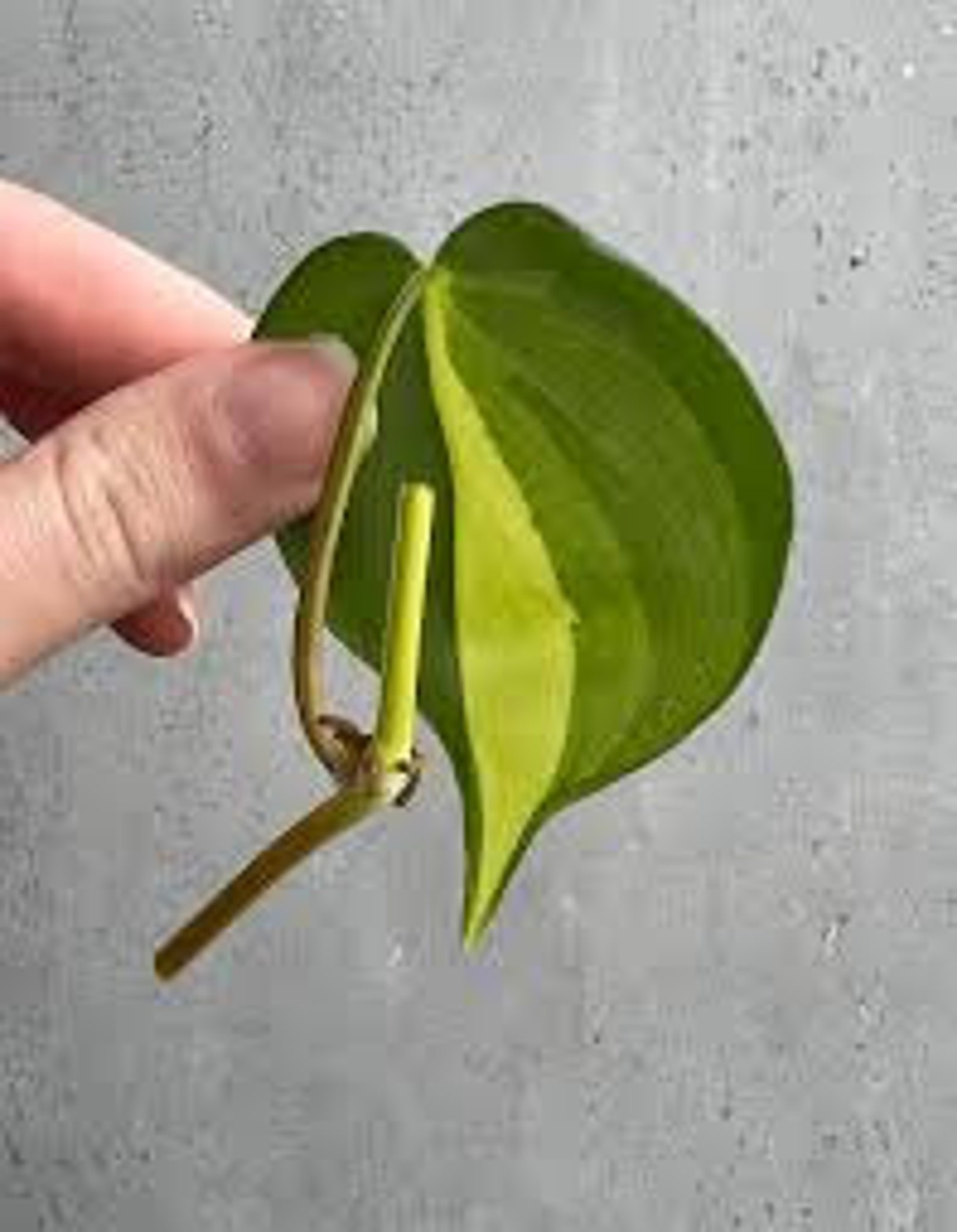 Brazil Pothos 5 Cuttings / LIVE PLANT / Unrooted Cuttings - Etsy