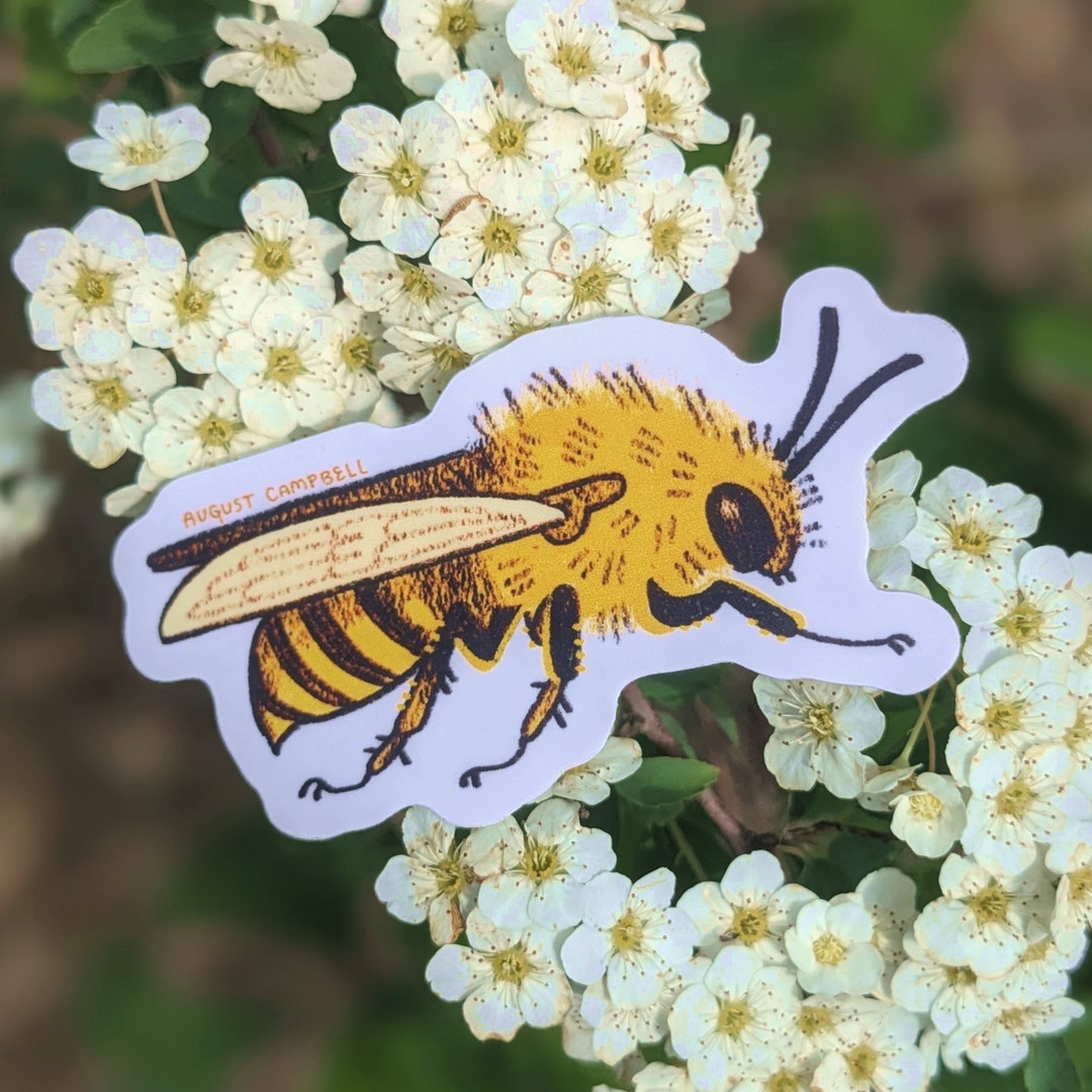 Squash Bee Sticker - Etsy