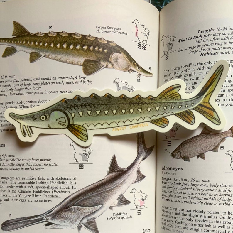 Lake Sturgeon Sticker - Etsy