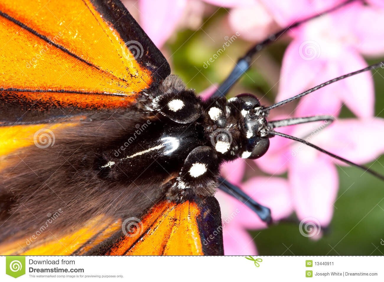 Quilled Monarch Butterfly Picture Frame. Paper Quilling Monarch on ...