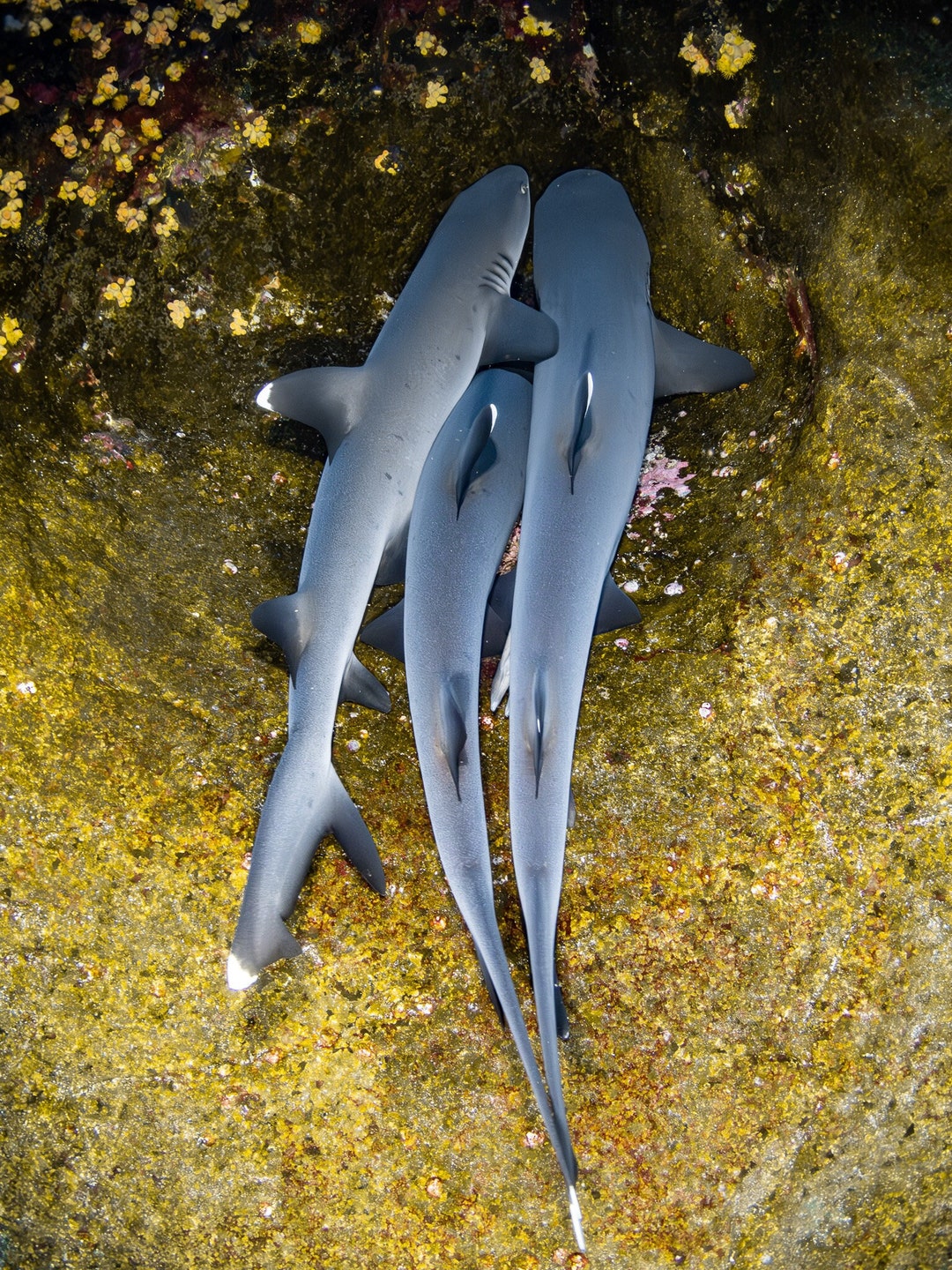 Shark Photo Print - Etsy