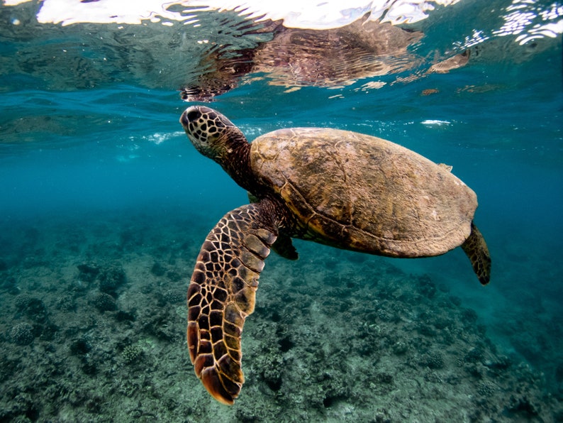 Sea Turtle Photo Print - Etsy