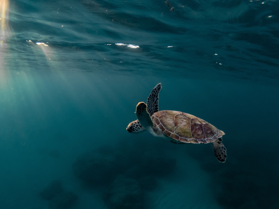 Sea Turtle Sunrise Photo Print - Etsy