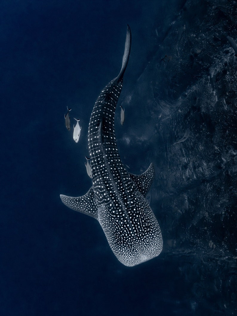 Whale Shark Photo Print - Etsy