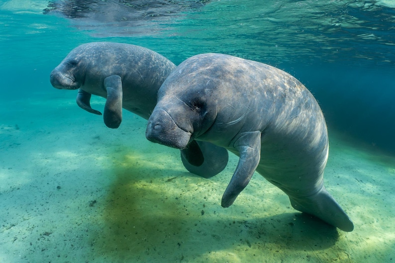 Manatee Photo Print - Etsy