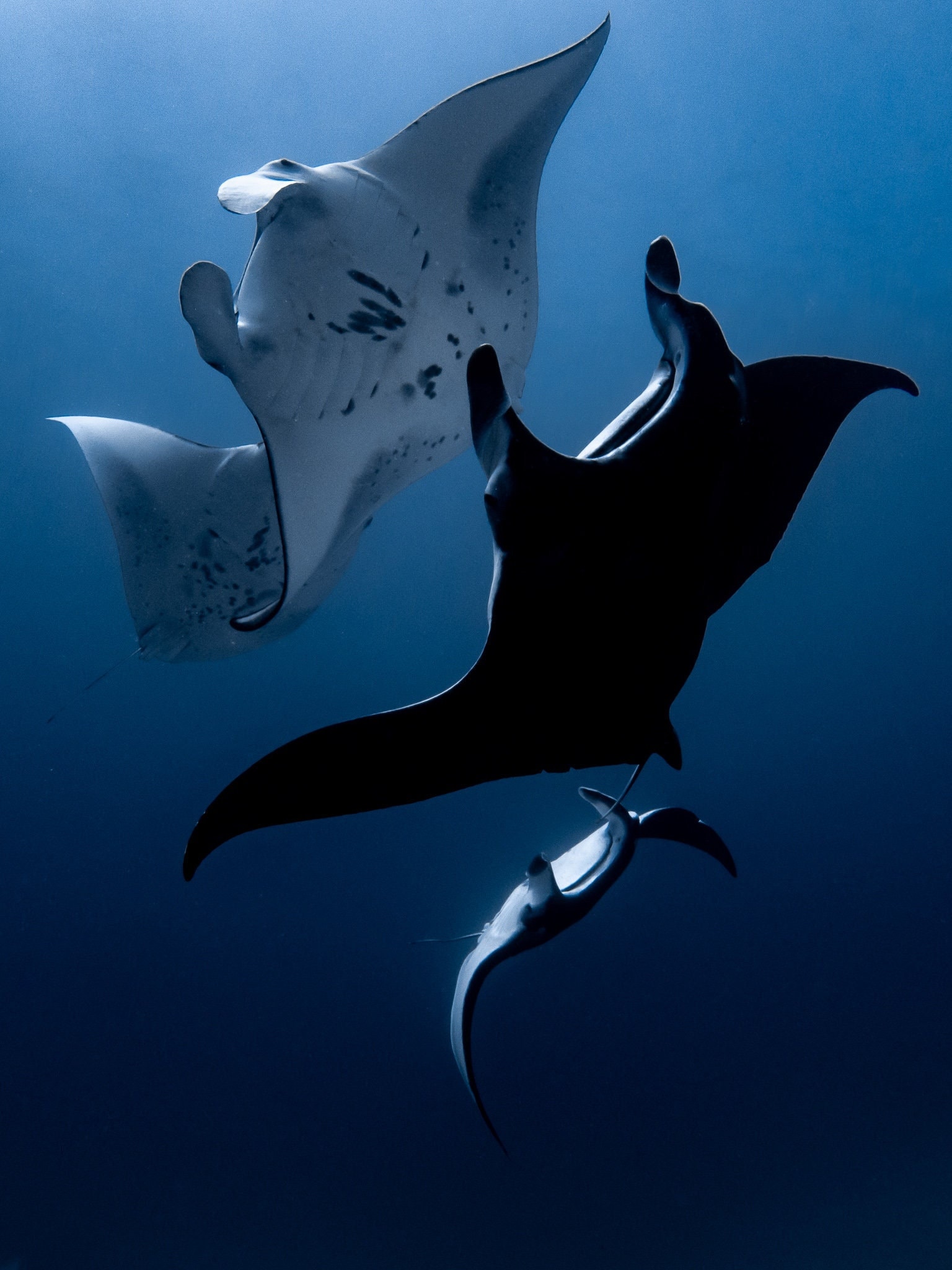 Manta Rays Photo Print - Etsy