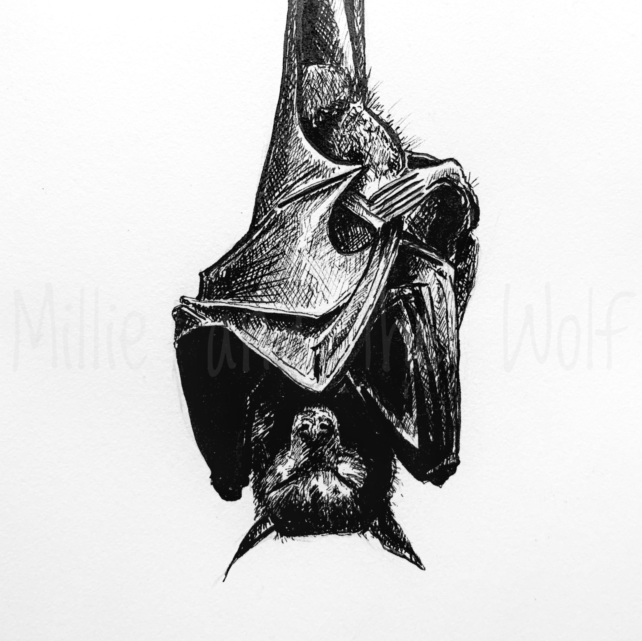 Hanging Bat Drawing
