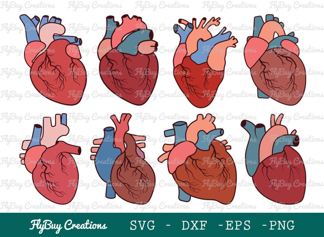 Realistic Heart Svg-cardiology Clipart Cut File Bundle - Etsy