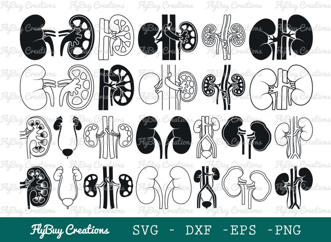 Human Kidney Svg-urinary Bladder Silhouette Cut File Bundle - Etsy