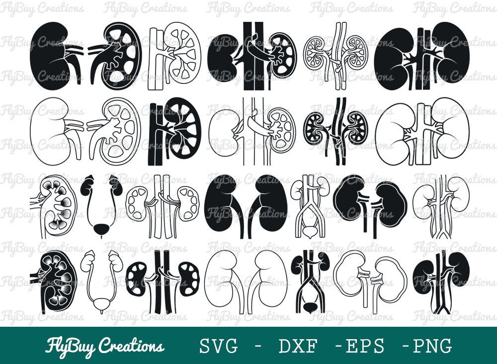 Human Kidney Svg-urinary Bladder Silhouette Cut File Bundle - Etsy