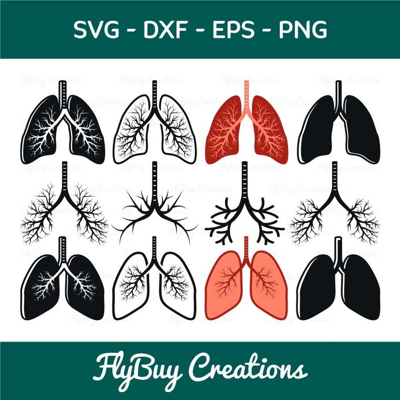 Human Lung Svg, Lungs Svg, Respiratory System Svg, Pulmonology Svg ...