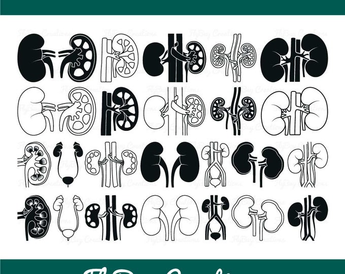 Kidney Fabric Kidneys and Bladder 1/2 Size by Sufficiency Kidney ...