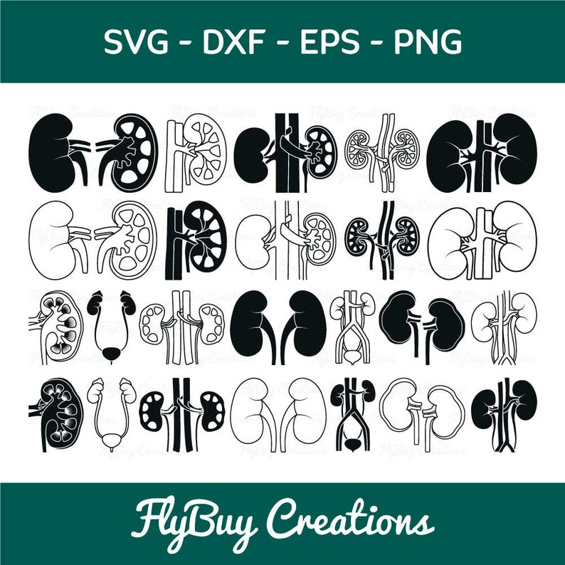 Human Kidney Svg-urinary Bladder Silhouette Cut File Bundle - Etsy