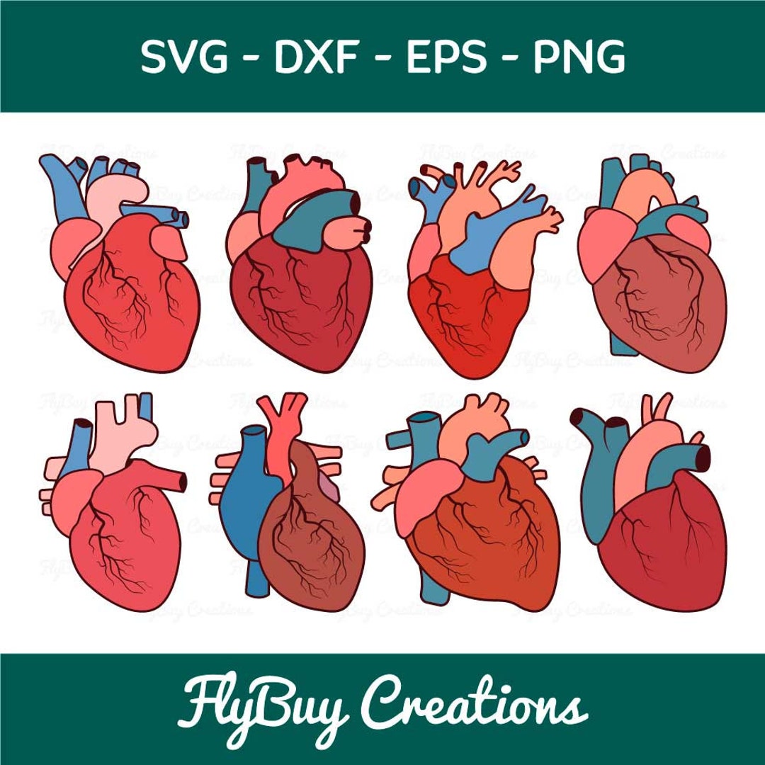 Realistic Heart Svg-cardiology Clipart Cut File Bundle - Etsy