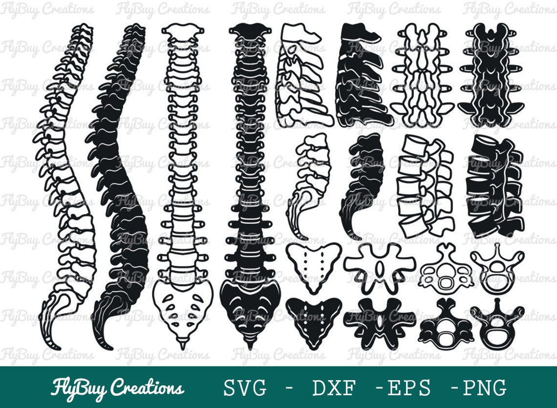 Human Anatomy Spine SVG Bundle Human Spinal Cord Svg - Etsy