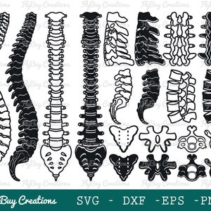 Human Anatomy Spine SVG Bundle Human Spinal Cord Svg - Etsy