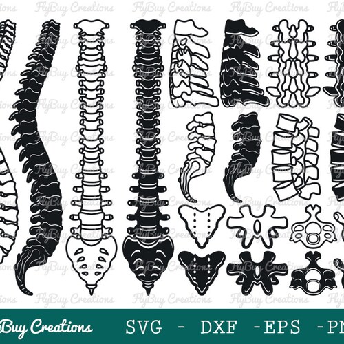 Human Anatomy Spine SVG Bundle Human Spinal Cord Svg - Etsy Canada