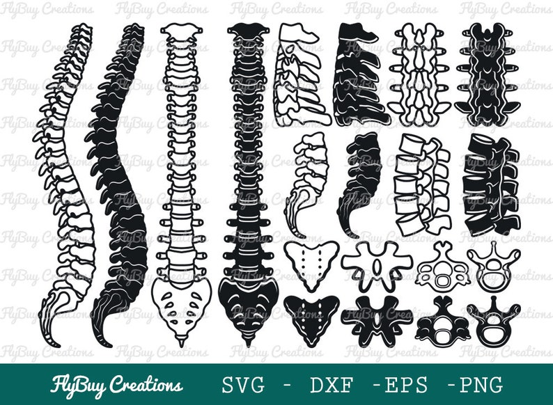 Human Anatomy Spine SVG Bundle Human Spinal Cord Svg - Etsy