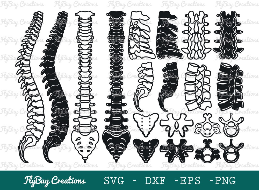 Human Anatomy Spine SVG Bundle Human Spinal Cord Svg - Etsy Denmark