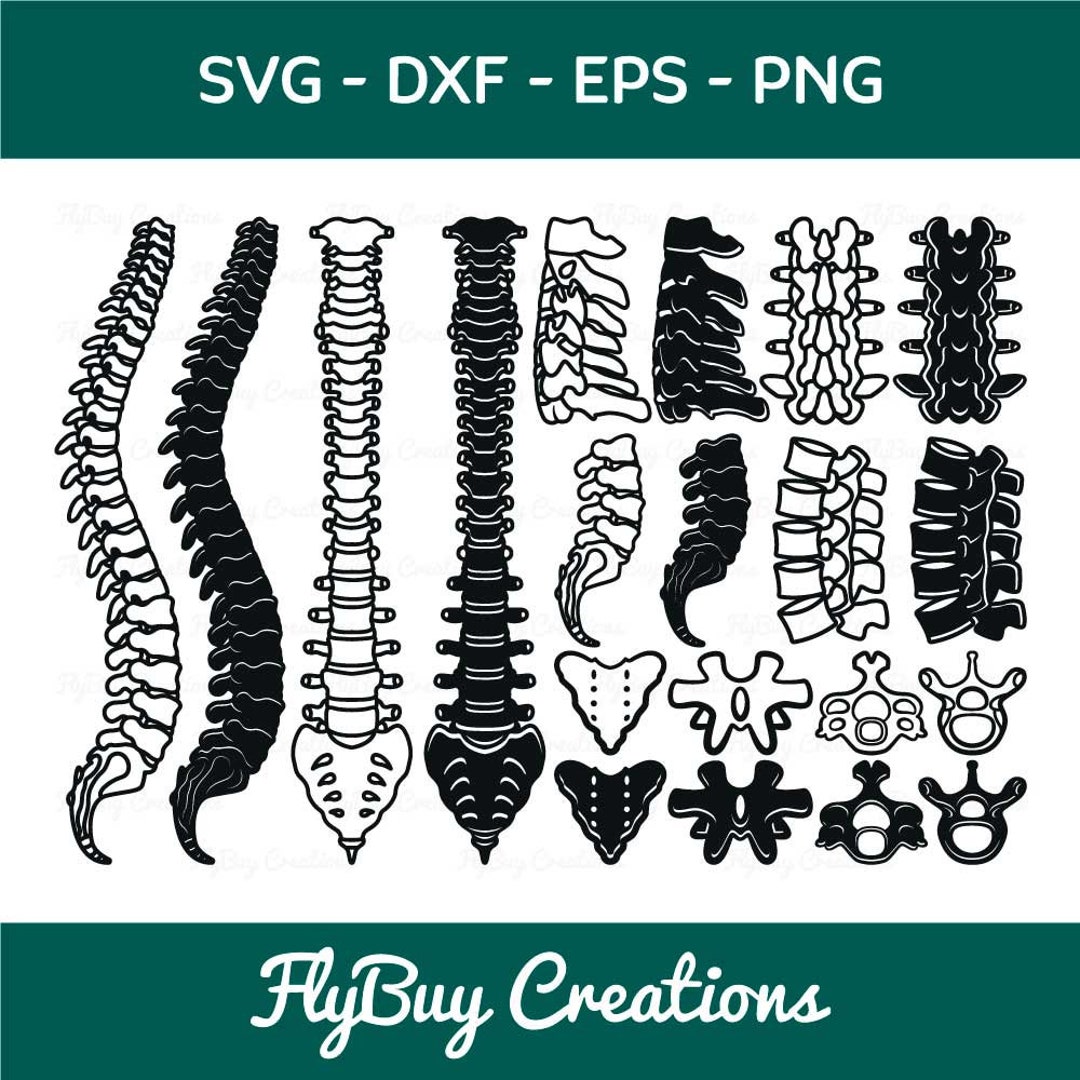 Human Anatomy Spine SVG Bundle, Human Spinal Cord Svg - Etsy