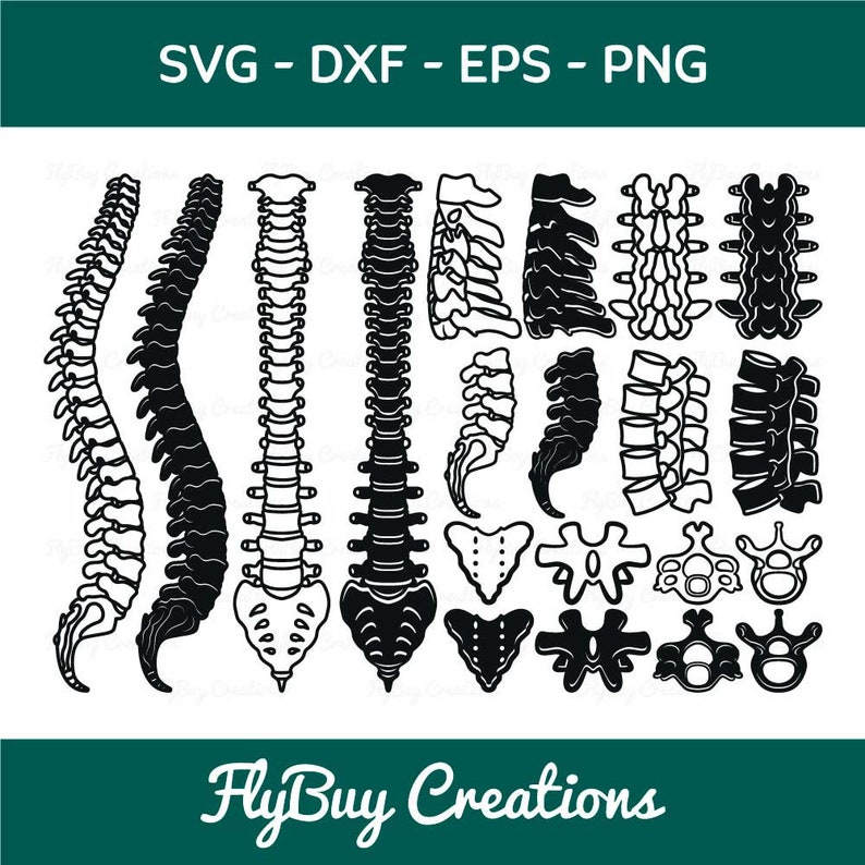 Paquete SVG de columna vertebral de anatomía humana, svg de médula ...