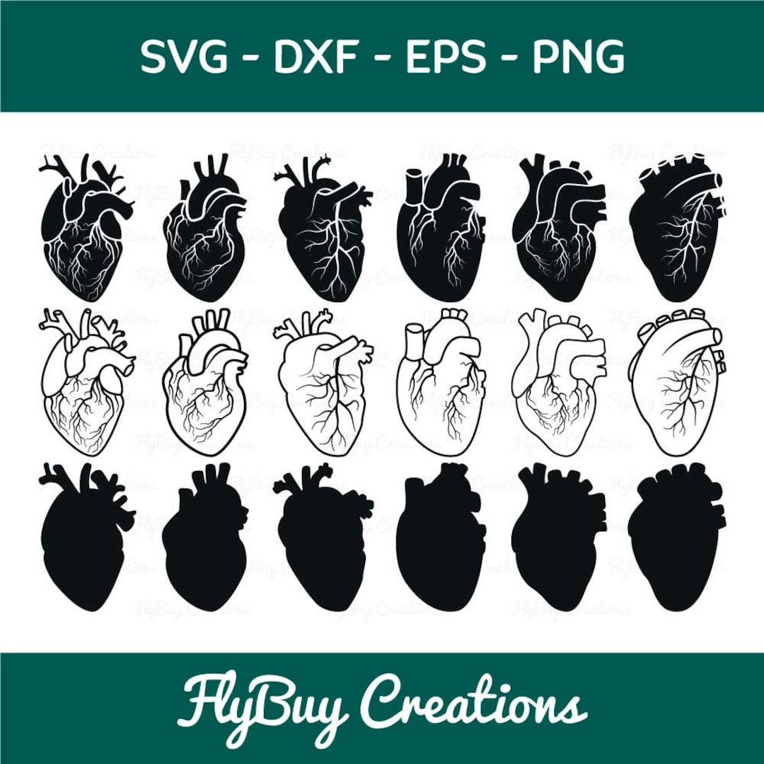 Realistic Heart SVG Bundle | Anatomical Heart | Real Human Heart ...