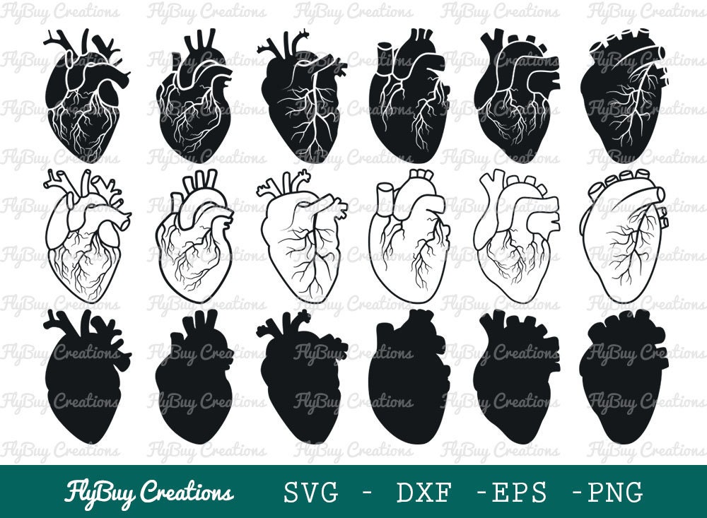 Realistic Heart SVG Bundle Anatomical Heart Real Human Heart Cardiology ...