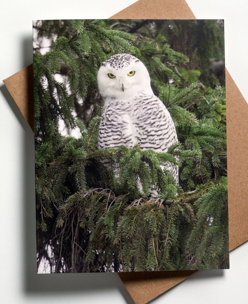 Snowy Blank Folded Note Card Snowy Owl Owl Series - Etsy