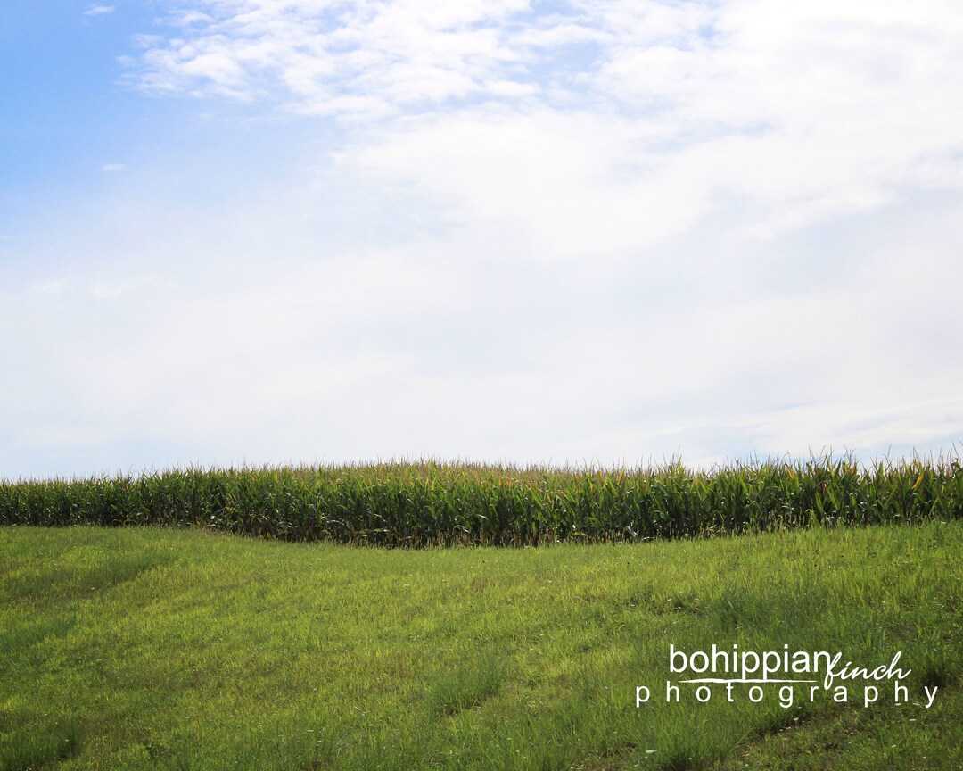 Digital Download Edge of a Cornfield Under Blue Cloudy Sky Color ...