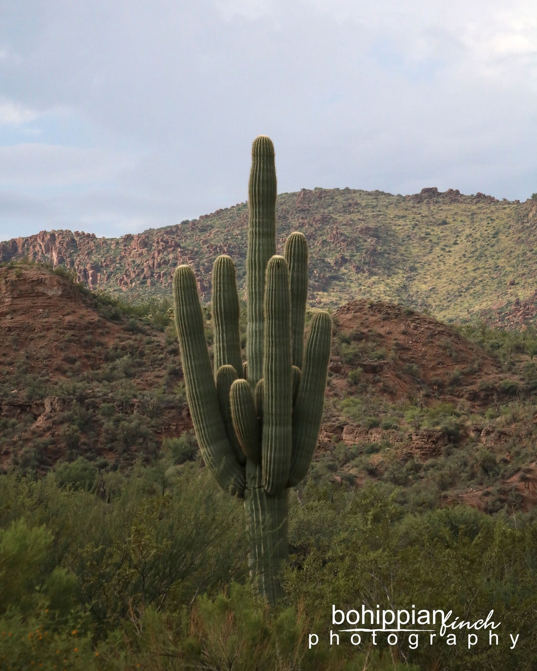 Digital Download Big Saguaro Cactus in the Arizona Hills Color ...